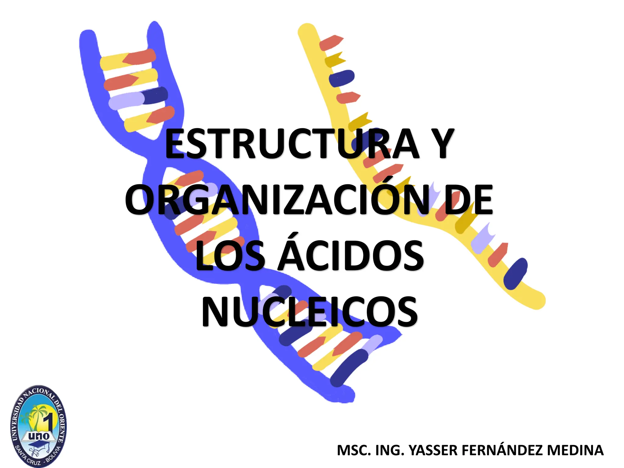 ESTRUCTURA Y ORGANIZACIÓN DE LOS ÁCIDOS NUCLEICOS.pdf