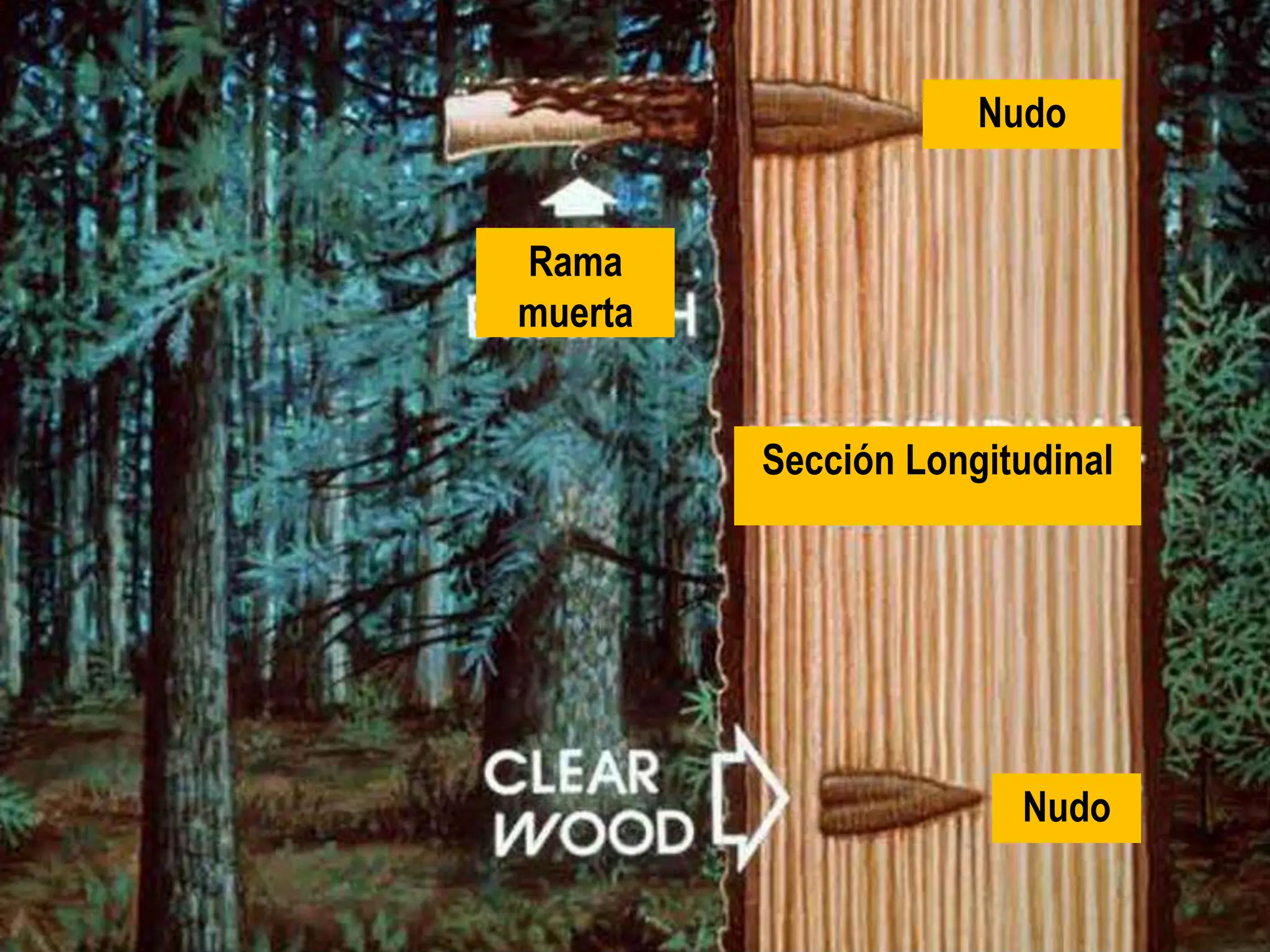 Estructura y propiedades de la madera 2013 II.pptx