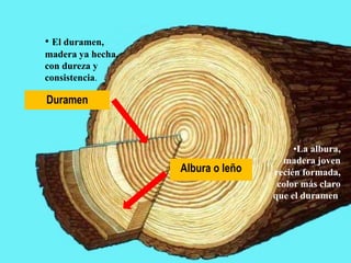 Estructura y propiedades de la madera 2013 II.pptx