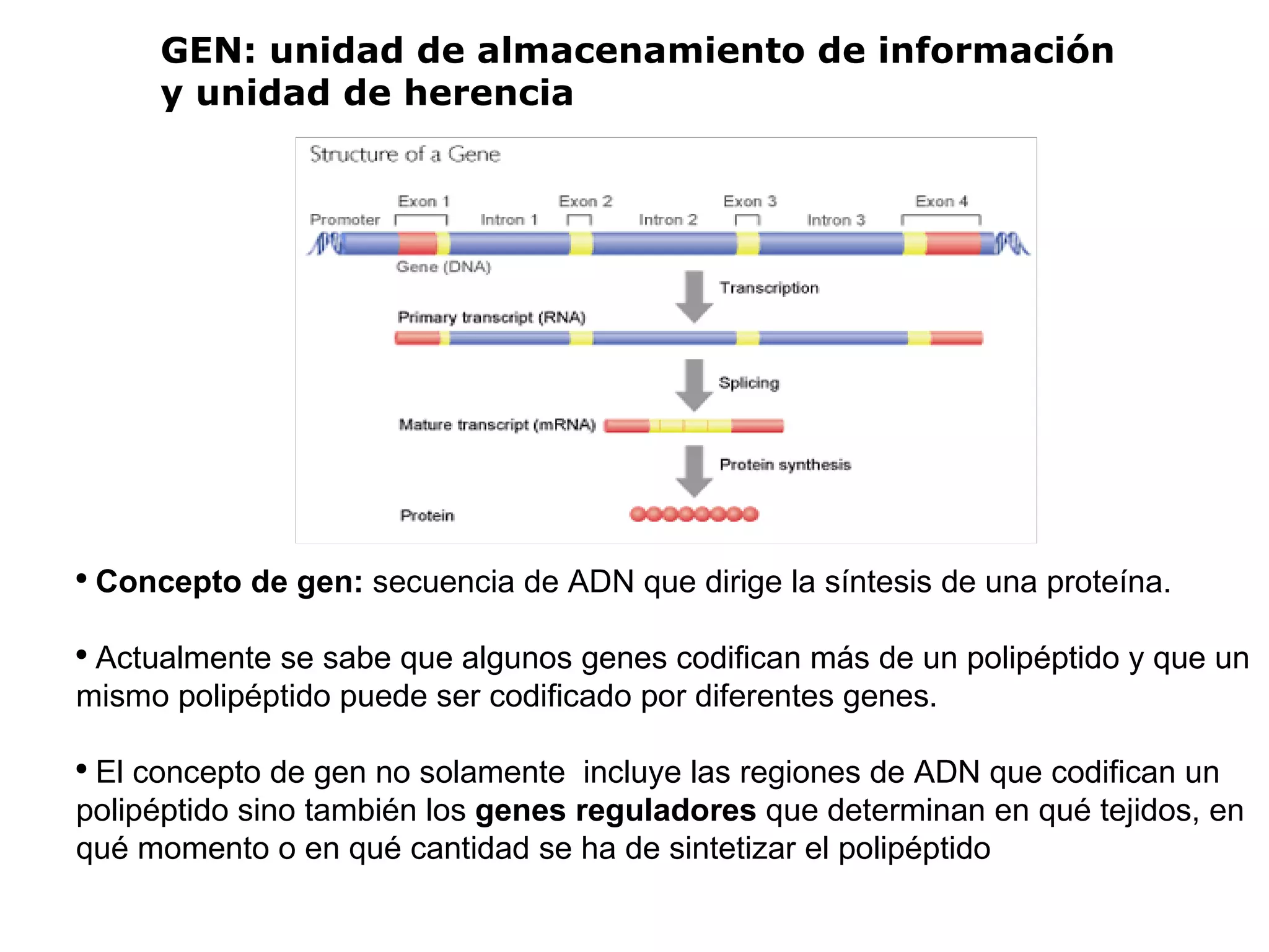 Estructura y replicacion de dna | PPT