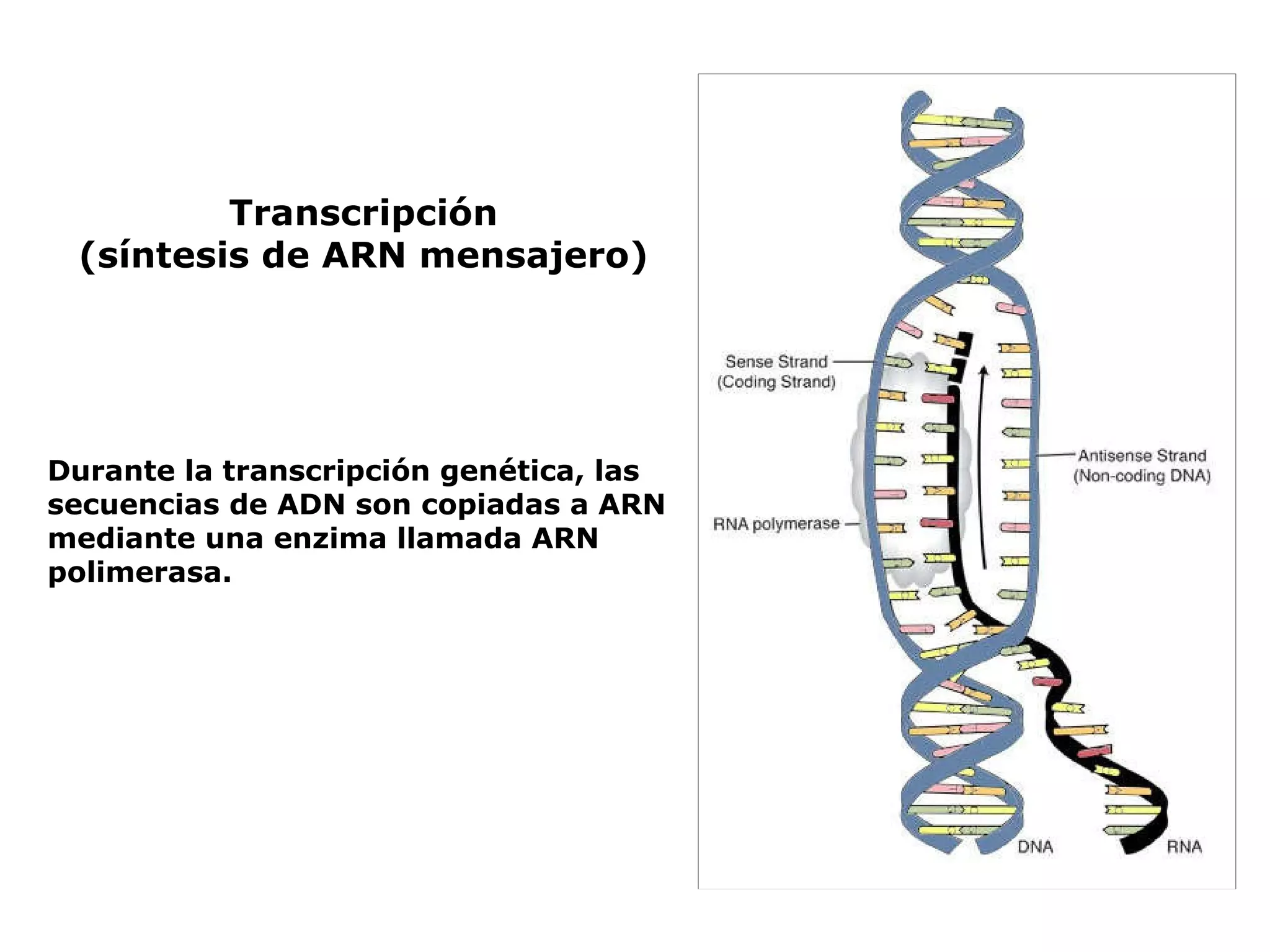 Estructura y replicacion de dna | PPT