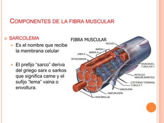 Estructura y ultra estructura del musculo | PPTX