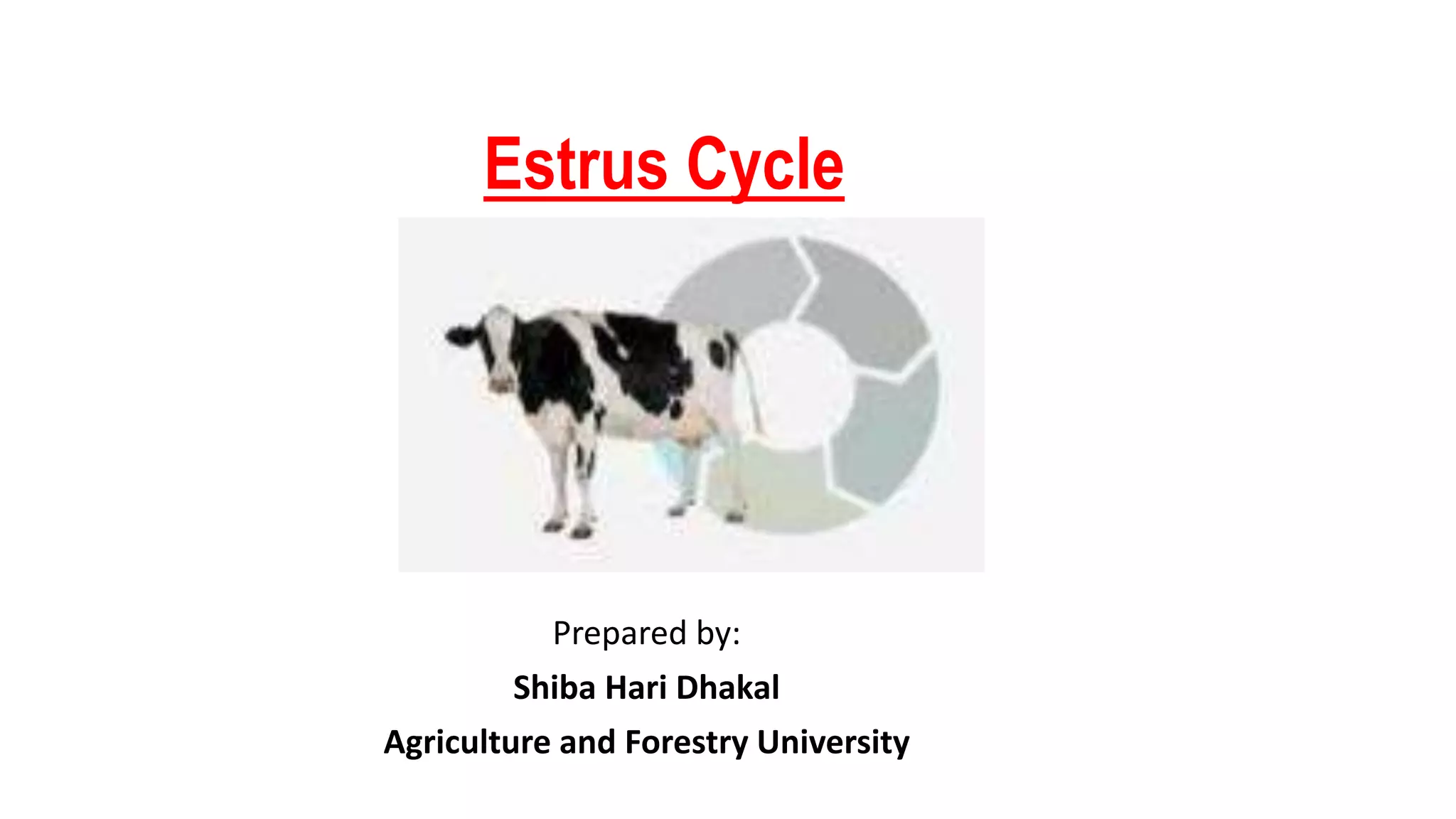 Estrus Cycle and Ovulation in cattle | PPTX