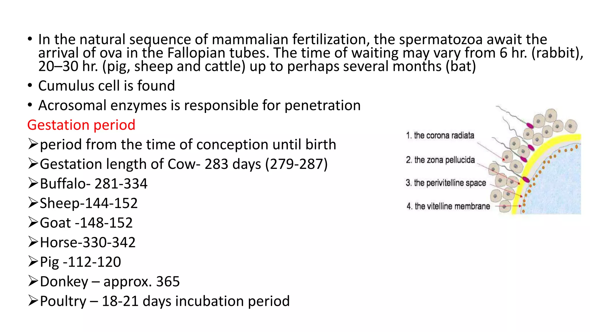 Estrus Cycle and Ovulation in cattle | PPTX