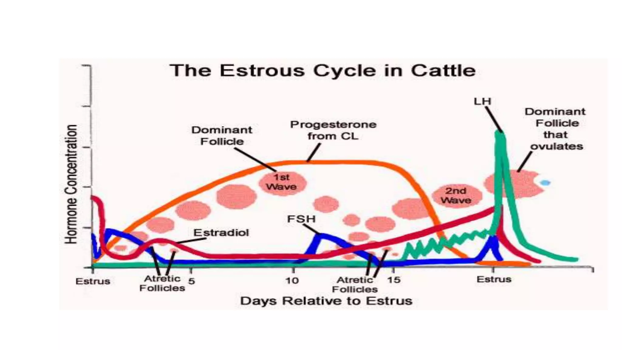 Estrus Cycle And Ovulation In Cattle Ppt