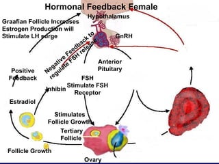 Estrus Cycle.ppthgcgcgcgchghgchgchghgghvg | PPT