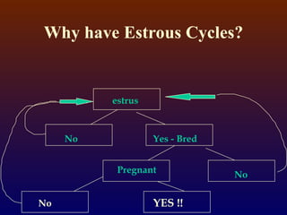 Estrus Cycle.ppthgcgcgcgchghgchgchghgghvg | PPT