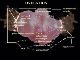 Estrus Cycle.ppthgcgcgcgchghgchgchghgghvg | PPT