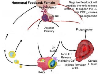 Estrus Cycle.ppthgcgcgcgchghgchgchghgghvg | PPT