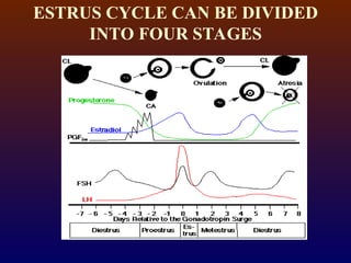 Estrus Cycle.ppthgcgcgcgchghgchgchghgghvg | PPT