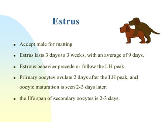 What Does Estrus Mean In Dogs