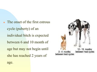 How Long Is A Dogs Estrous Cycle