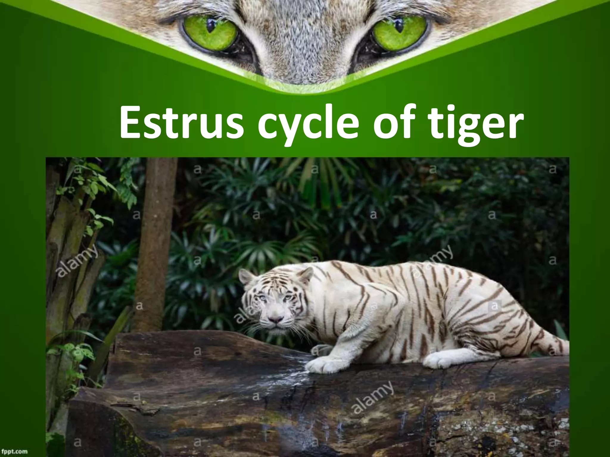 Estrus cycle of cat family | PPTX