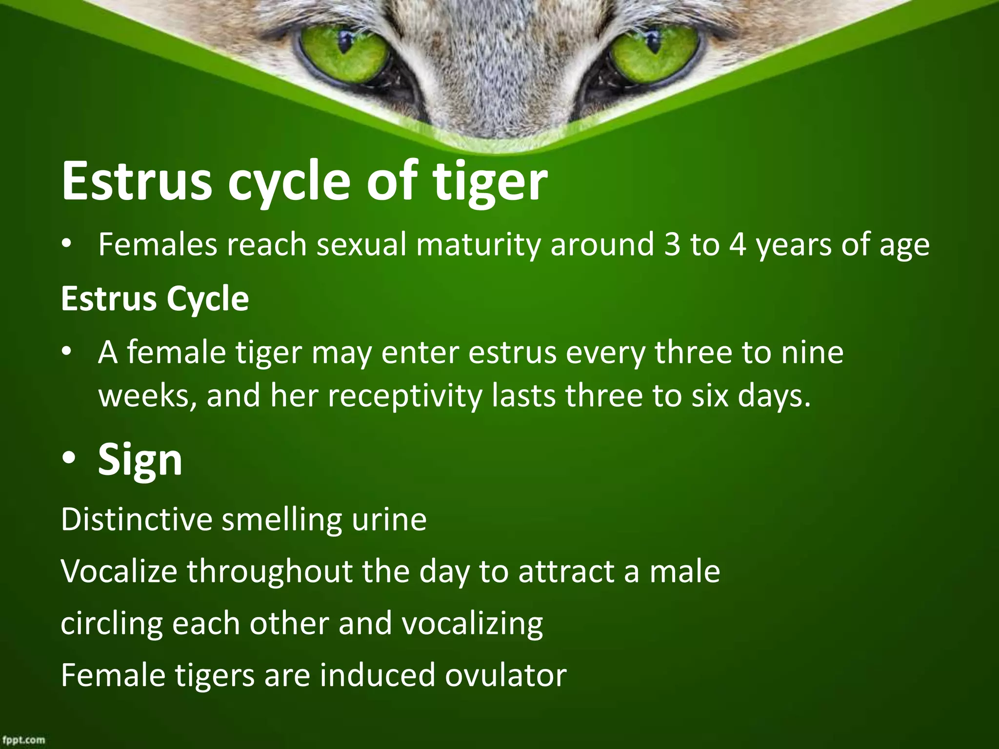 Estrus cycle of cat family | PPTX