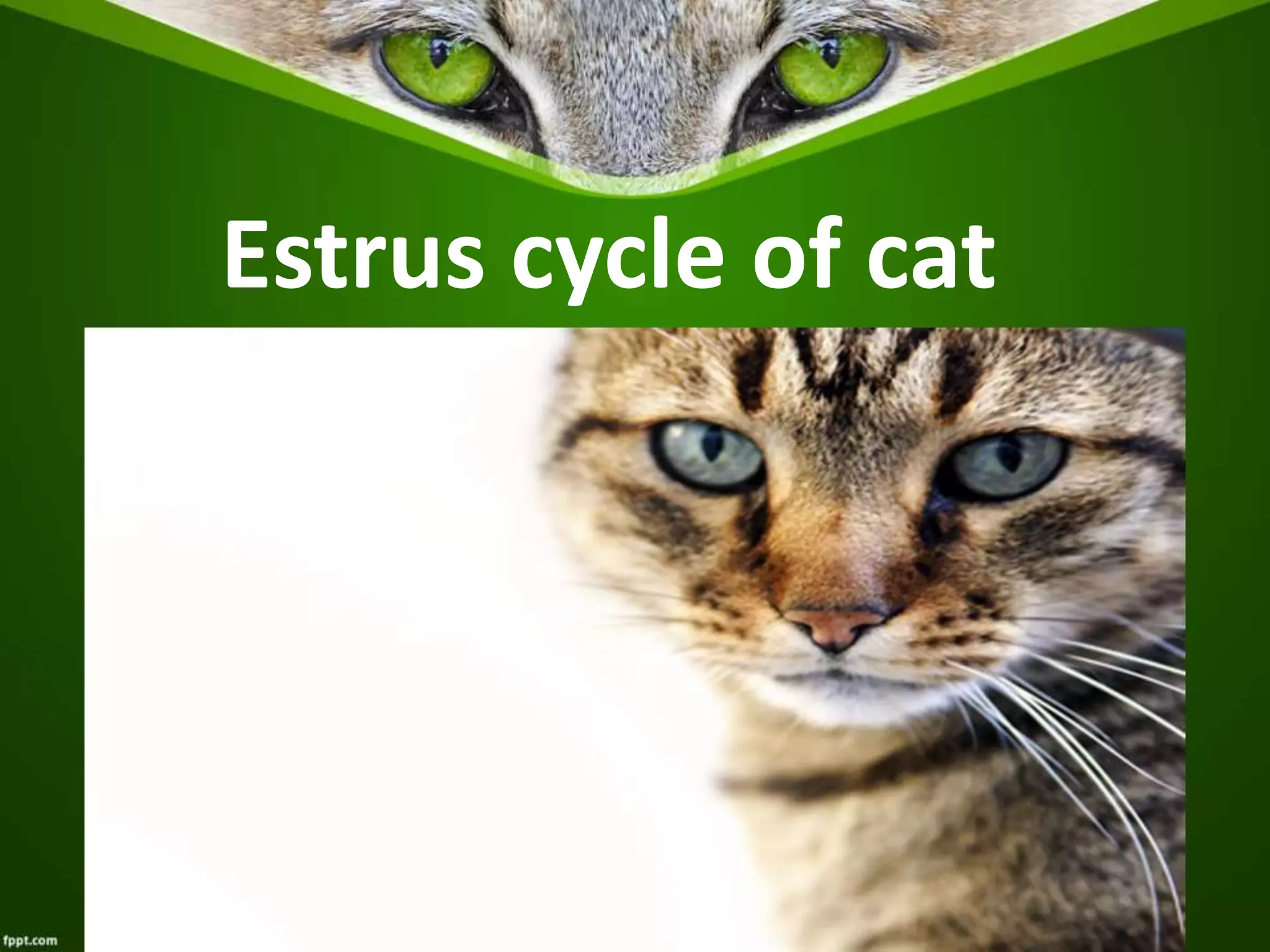 Estrus cycle of cat family | PPTX