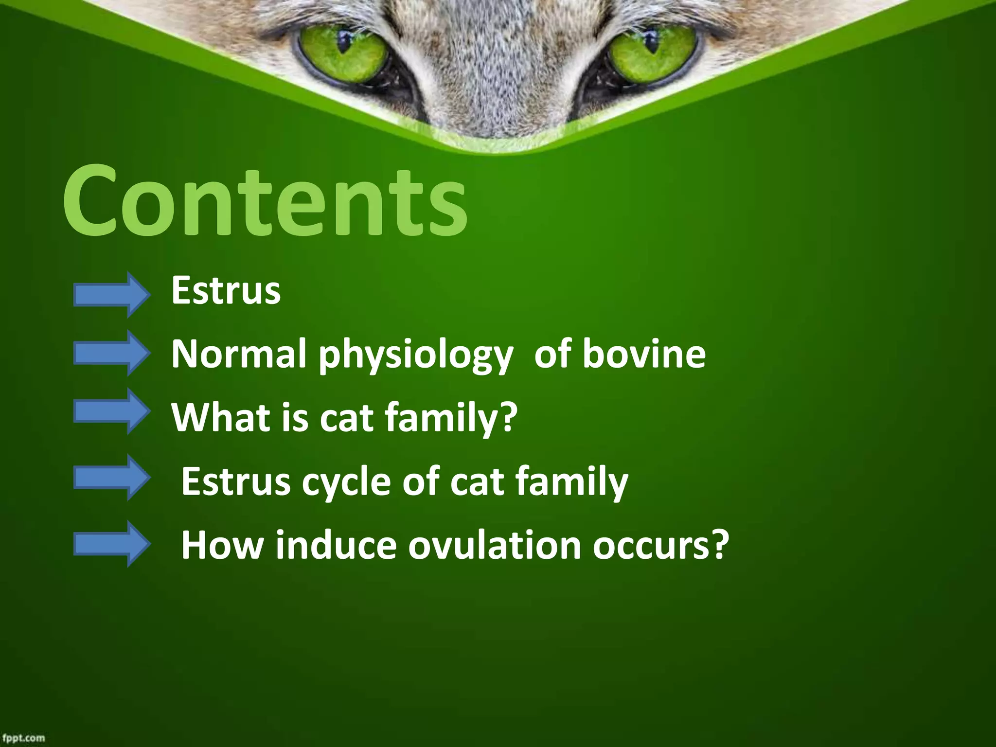 Estrus cycle of cat family | PPTX