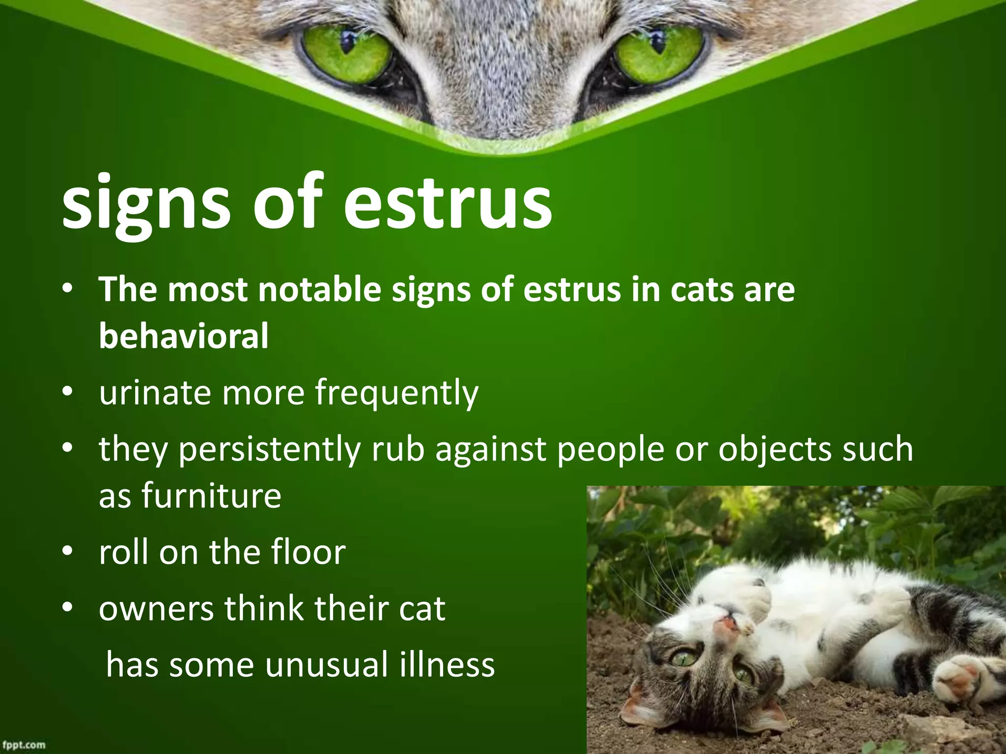Estrus cycle of cat family | PPTX
