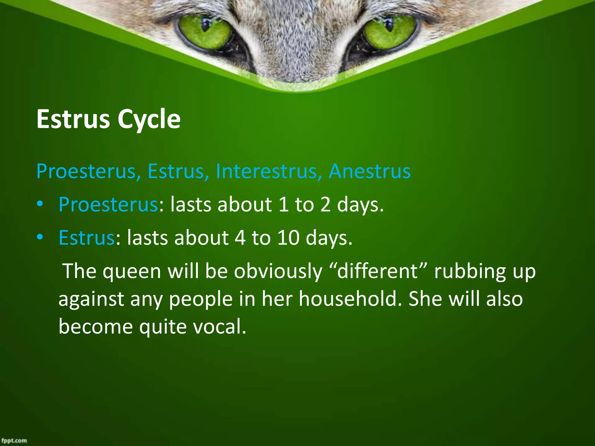 Estrus cycle of cat family | PPTX
