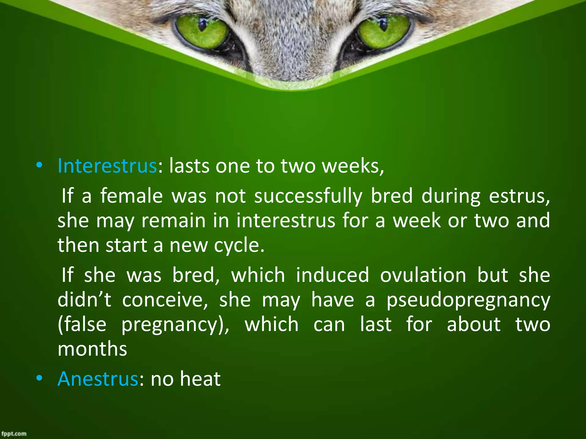 Estrus cycle of cat family | PPTX