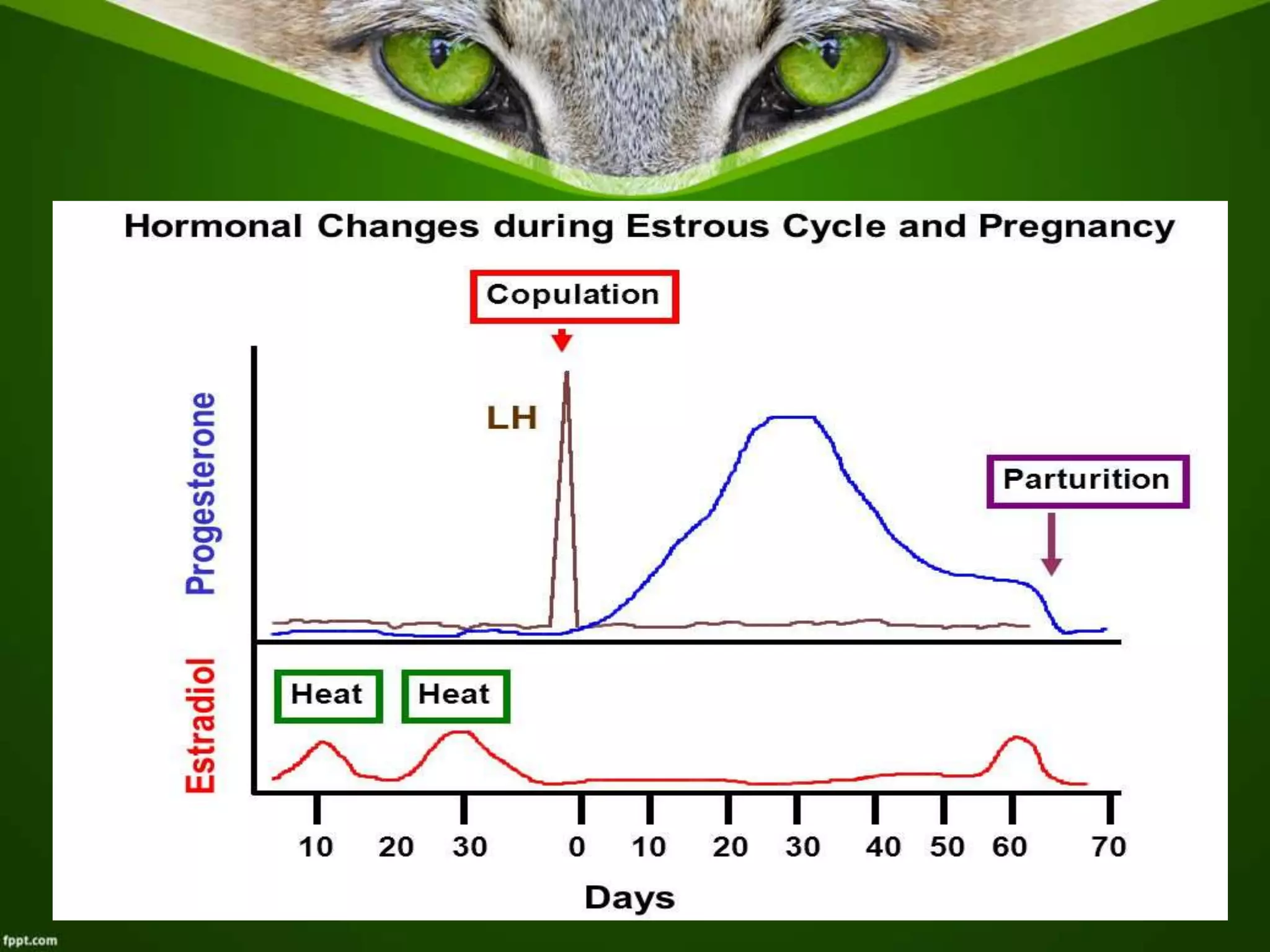 Estrus cycle of cat family | PPTX