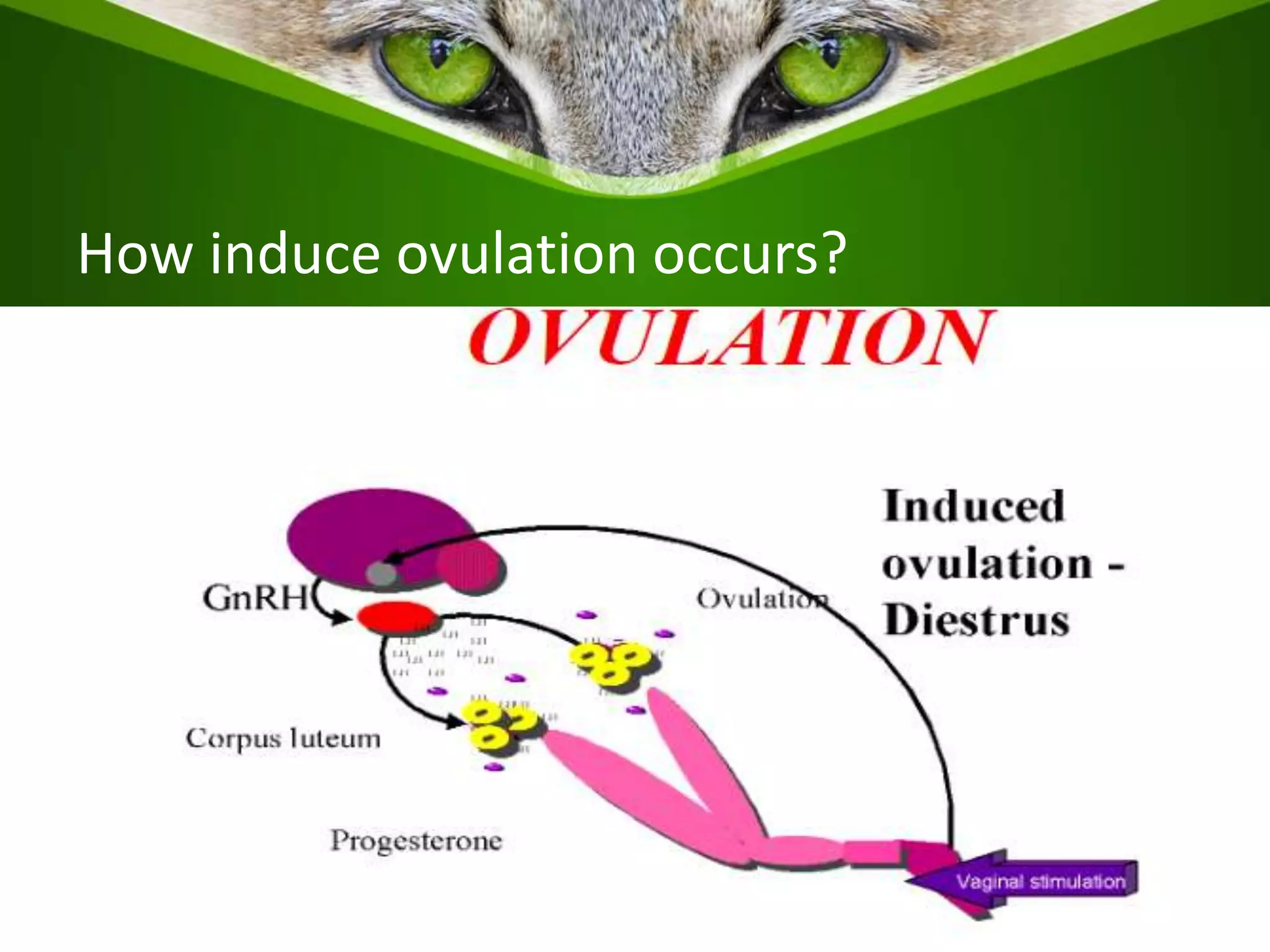 Estrus cycle of cat family | PPTX