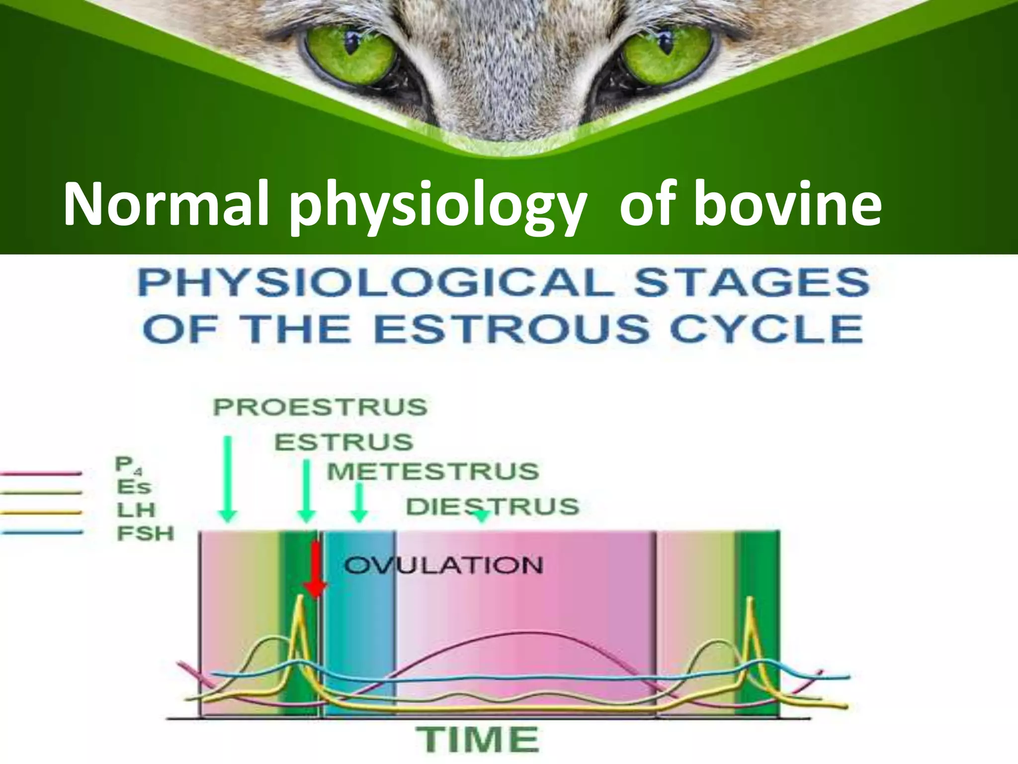 Estrus cycle of cat family | PPTX