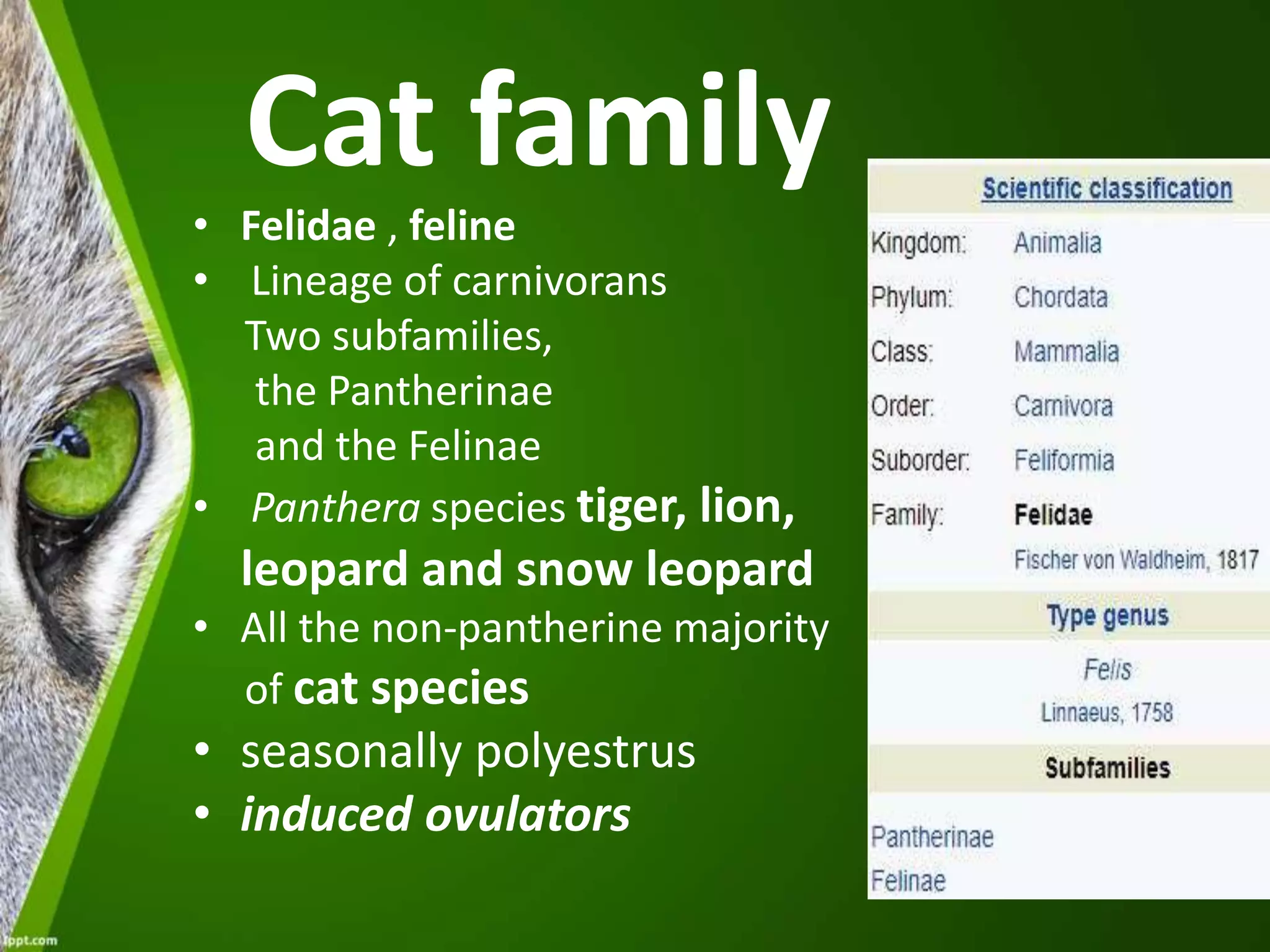 Estrus cycle of cat family | PPTX