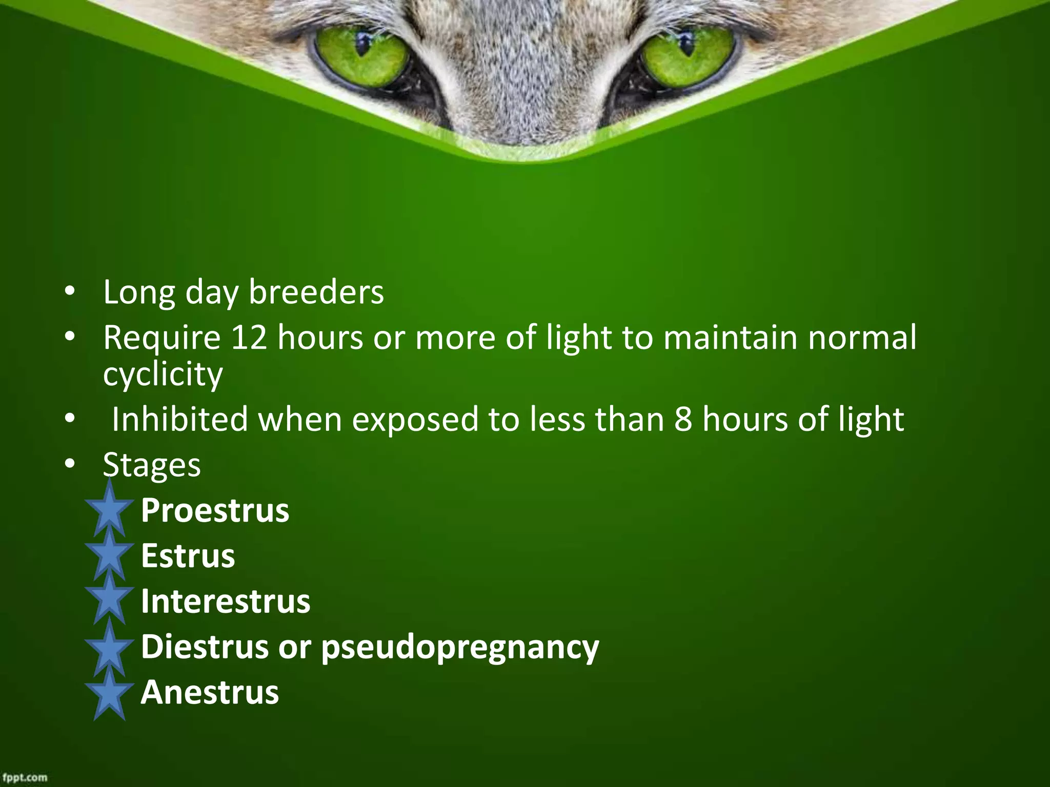 Estrus cycle of cat family | PPTX