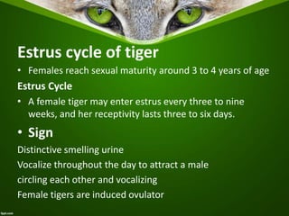 Estrus cycle of cat family | PPTX