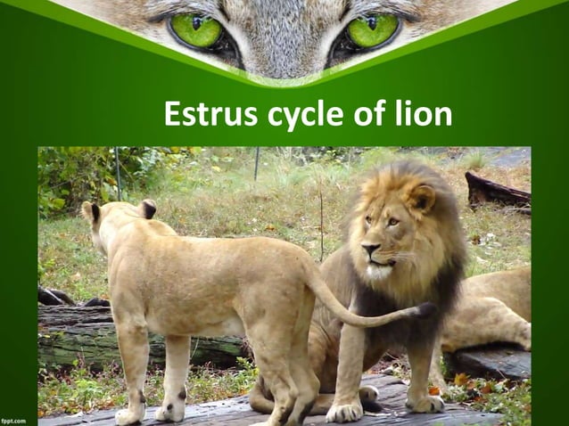 Estrus cycle of cat family | PPTX