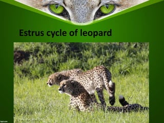 Estrus cycle of cat family | PPTX