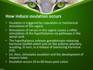 Estrus cycle of cat family | PPTX