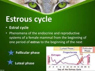 Estrus cycle of cat family | PPTX