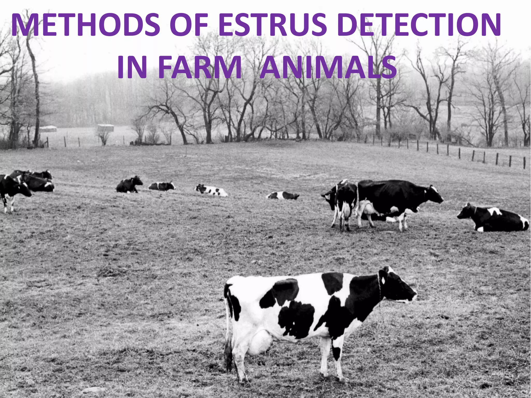estrus detection aids.pptx