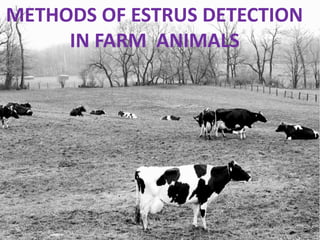 estrus detection aids.pptx