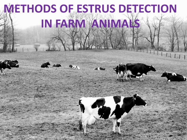 estrus detection aids.pptx | Infertility | Reproductive Health