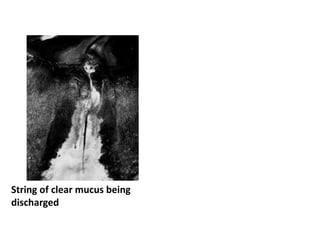 estrus detection aids.pptx