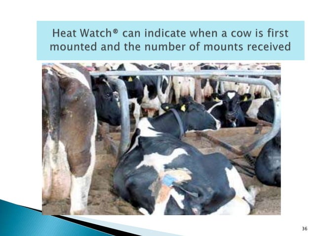 Lecture 2 Estrus Detection In Cattle