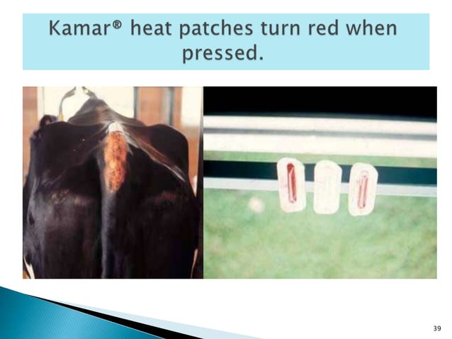 Lecture 2 Estrus Detection In Cattle