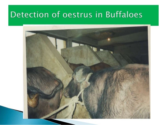 Lecture 2 Estrus Detection In Cattle