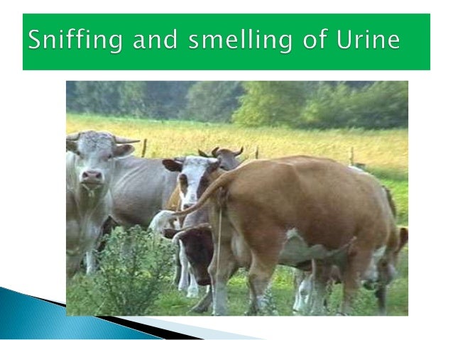 Lecture 2 Estrus Detection In Cattle