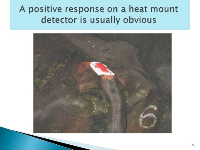 Lecture 2 Estrus Detection In Cattle
