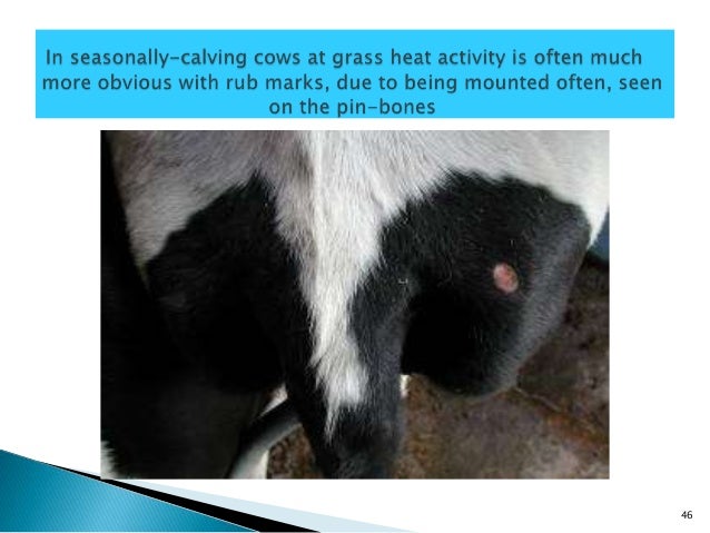 Lecture 2 Estrus Detection In Cattle