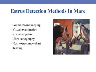 Estrus detection methods and their technichal reasons, in different species of animals | PPTX