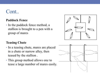 Estrus detection methods and their technichal reasons, in different species of animals | PPTX