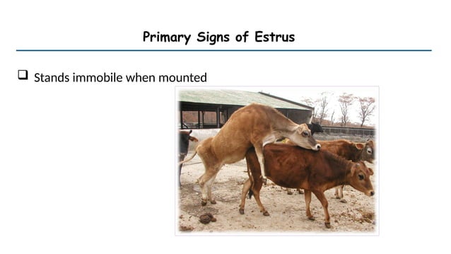 Estrus Signs and Behaviours in Farm Animals | PPTX