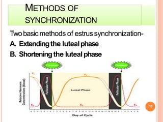 estrus synchronization.pptx in cattle and | PPTX