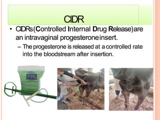 estrus synchronization.pptx in cattle and | PPTX