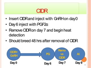 estrus synchronization.pptx in cattle and | PPTX