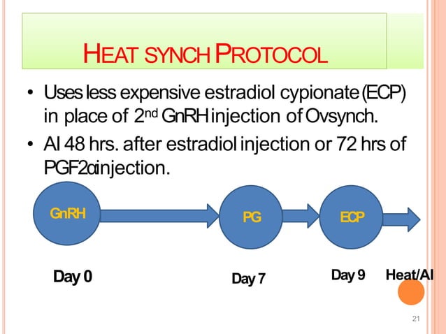 estrus synchronization.pptx in cattle and | PPTX